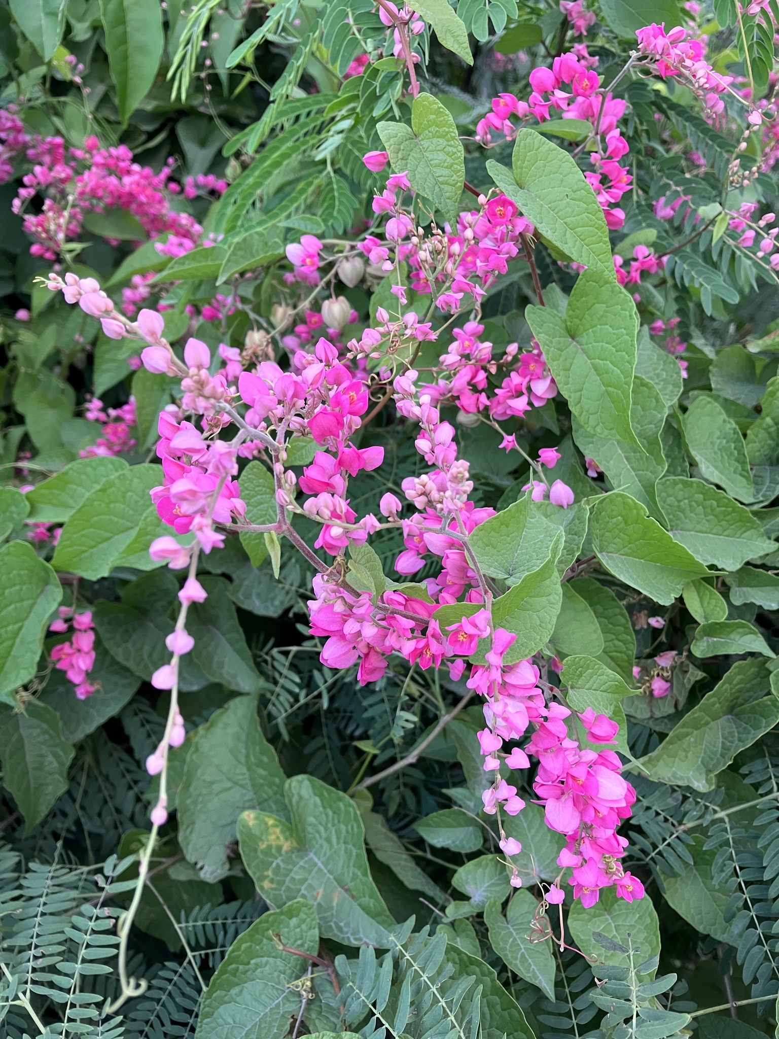 Antigonon leptopus Hook. & Arn.