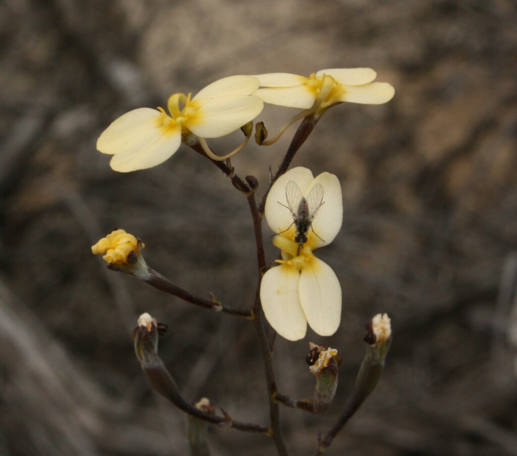 Stylidium zeicolor from Mount Madden WA 6356, Australia on October 17 ...