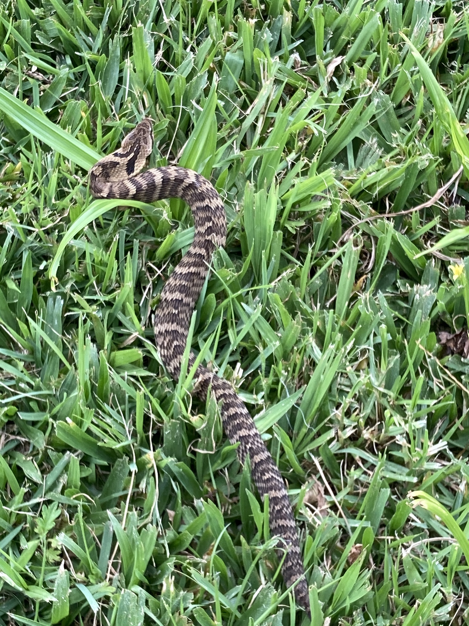 Xenodon neuwiedii Günther, 1863