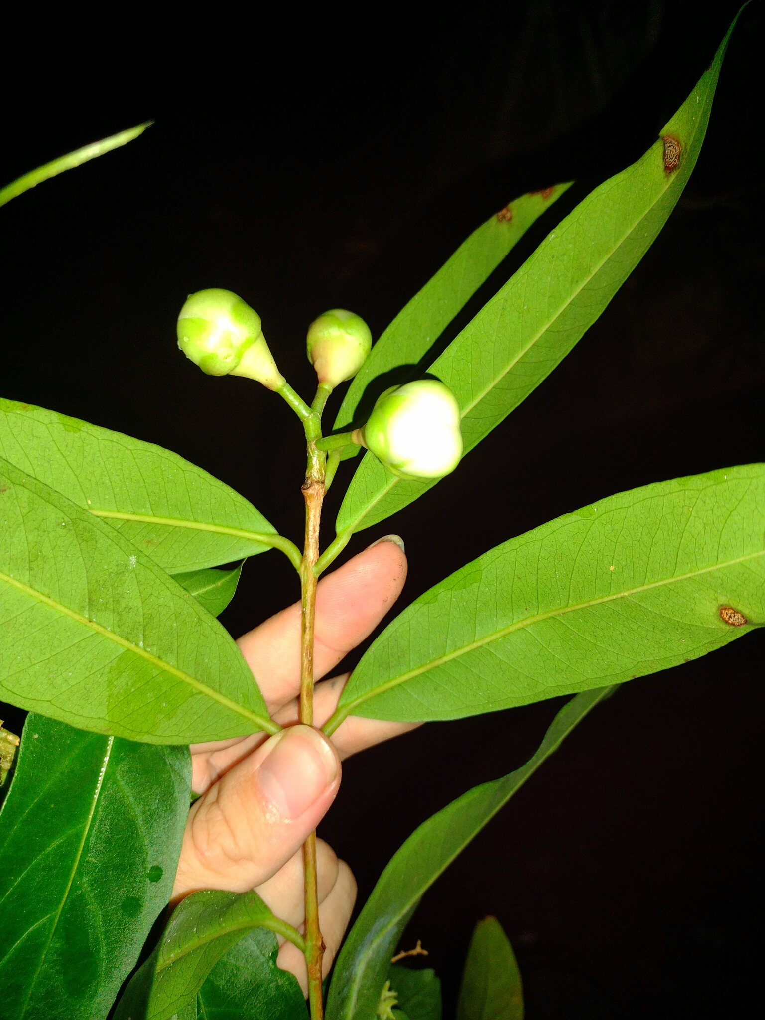 Syzygium Gaertn.