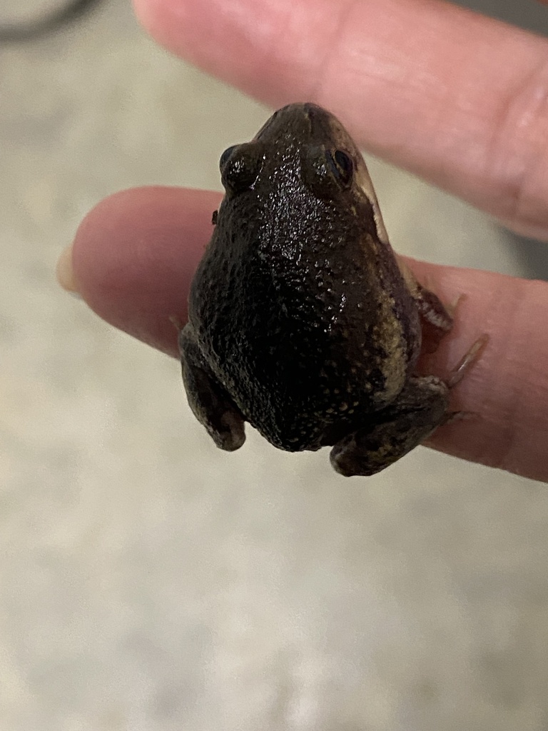 Eastern Banjo Frog from Crawfords Rd, High Camp, VIC, AU on January 18 ...