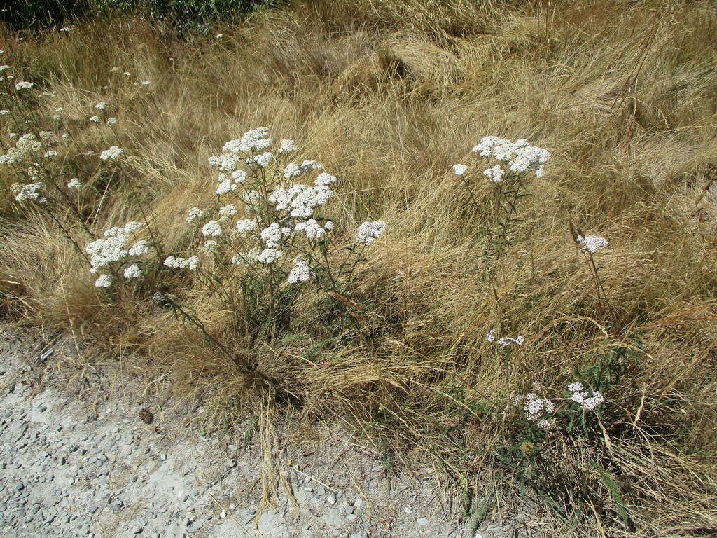 common yarrow from Queenstown-Lakes District, Otago, New Zealand on ...