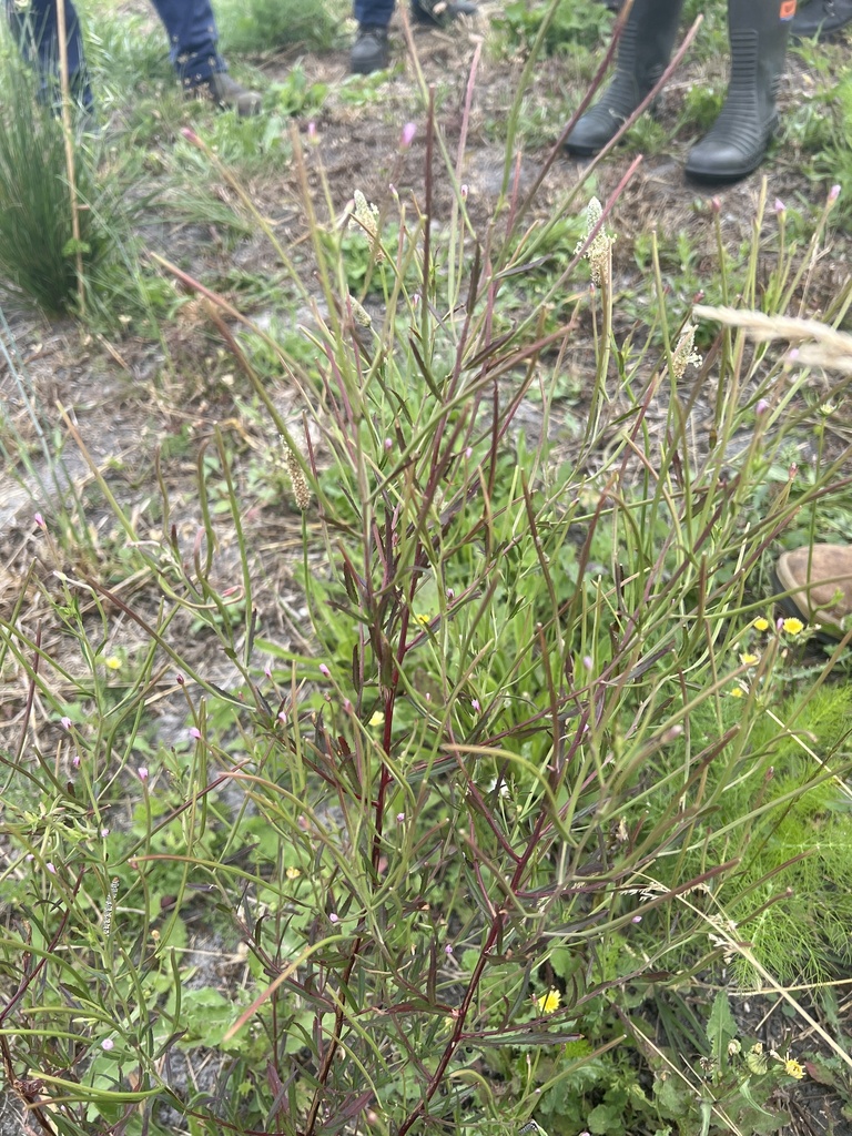 flowering plants from Elizabeth Ave, Capel Sound, VIC, AU on January 20 ...