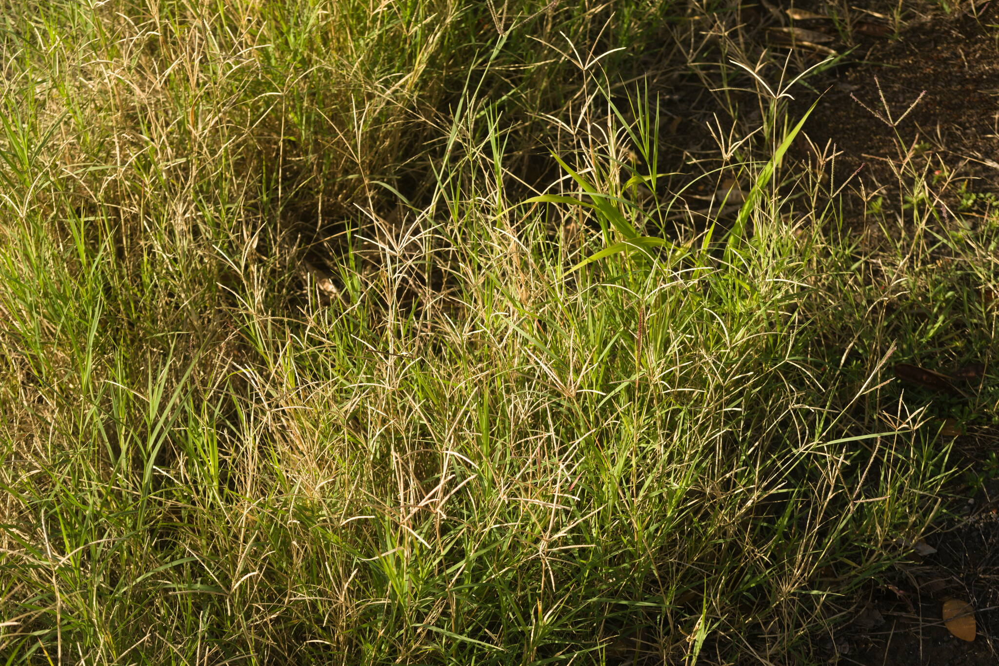 Cynodon dactylon (L.) Pers.