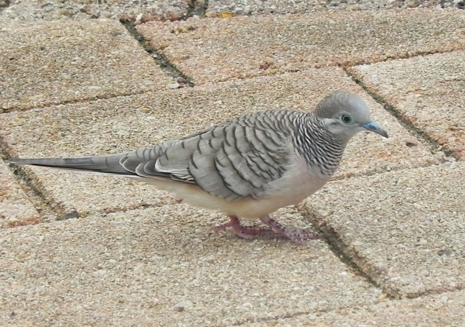 Geopelia placida Gould, 1844