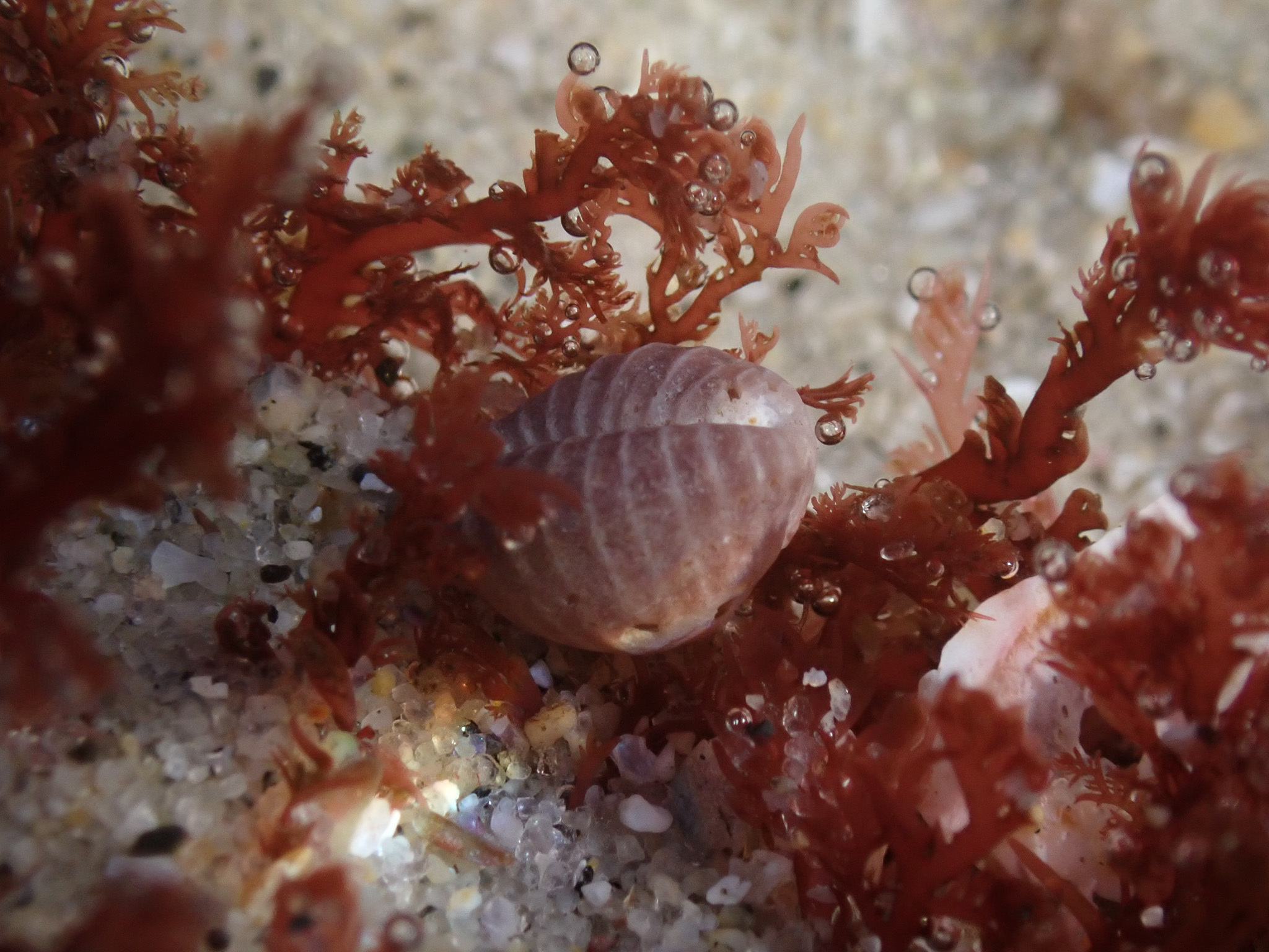 Pseudopusula californiana (Gray, 1827)