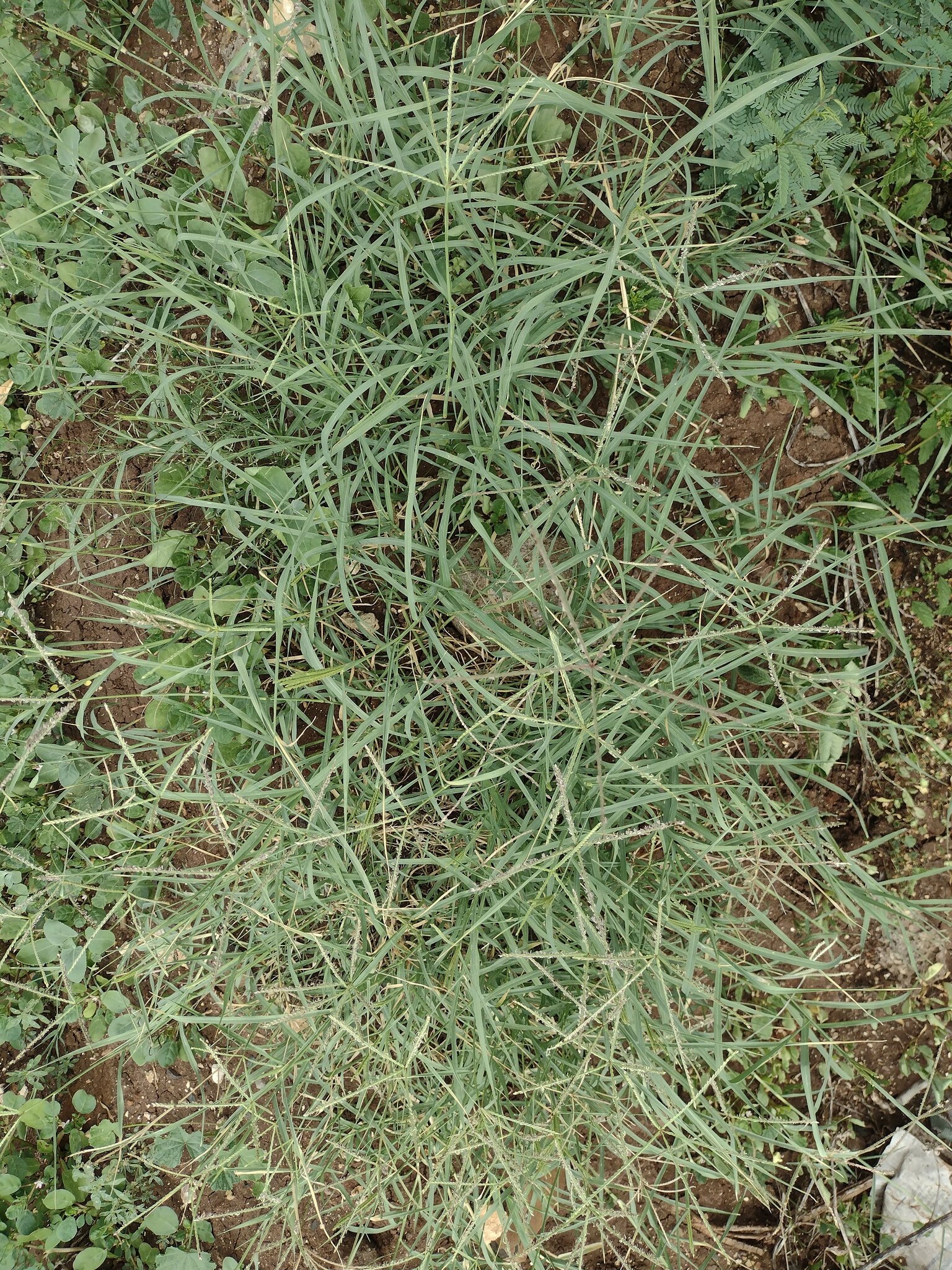 Cynodon nlemfuensis Vanderyst