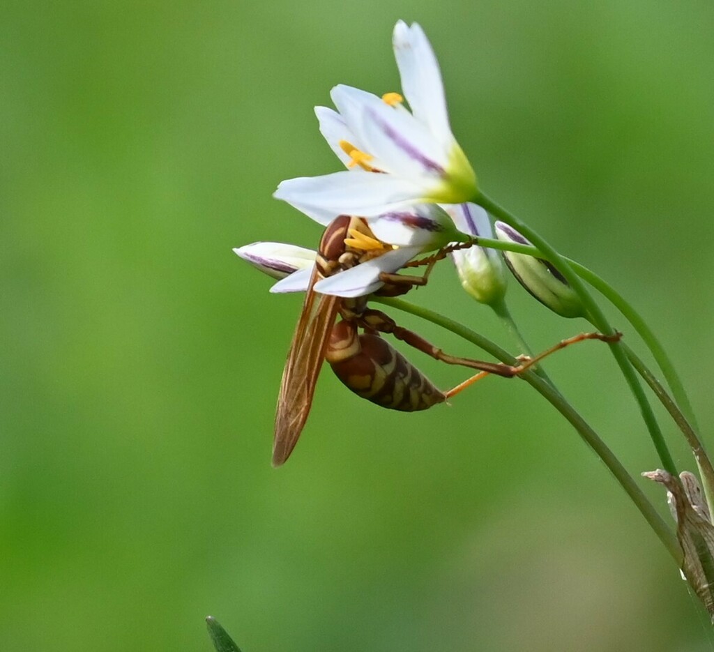 Apache Paper Wasp from Victoria, TX, USA on January 18, 2023 at 01:08 ...