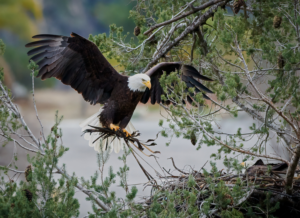 Bald Eagle from State Rte 39, Azusa, CA 91702, USA on January 11, 2023 ...