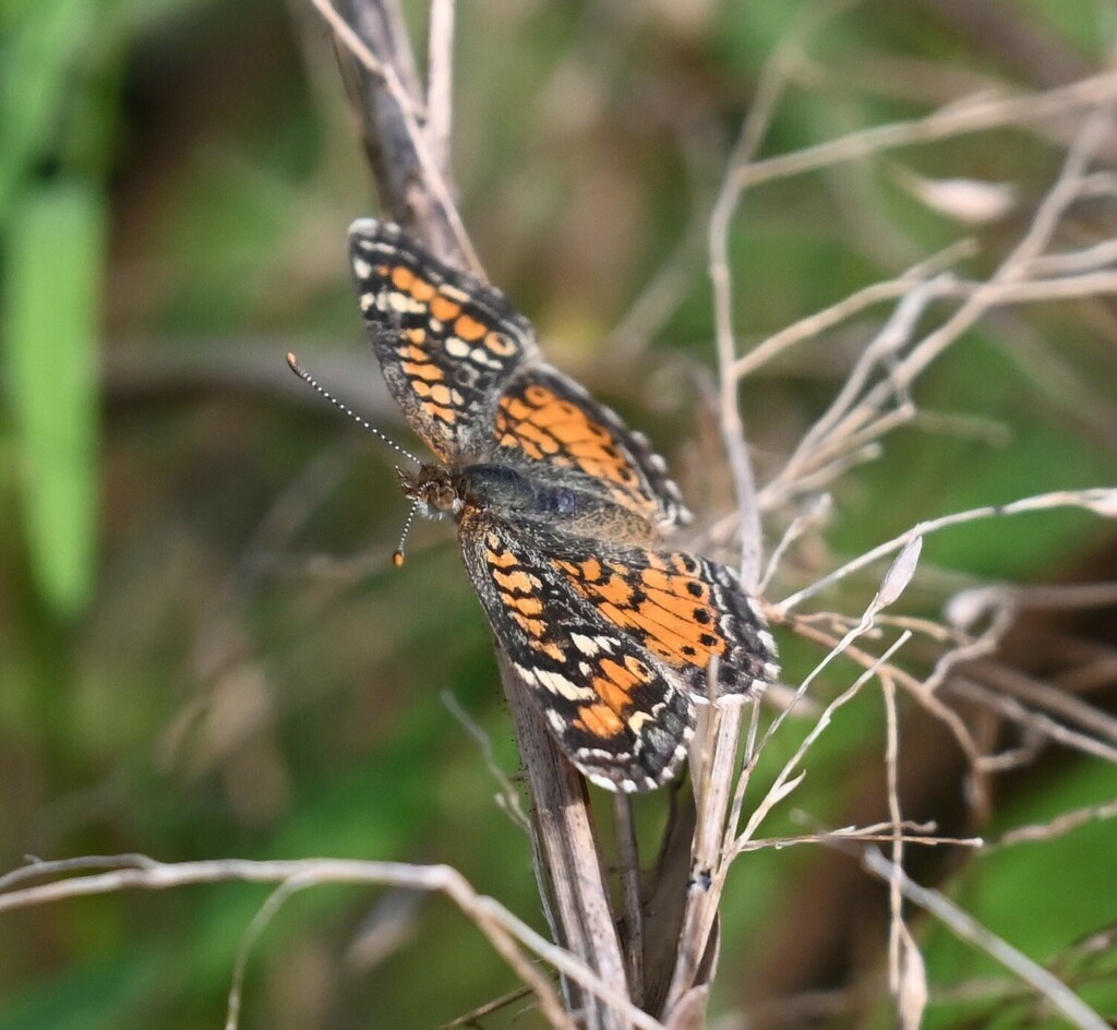 Phaon Crescent from Victoria, TX, USA on January 18, 2023 at 11:53 AM ...