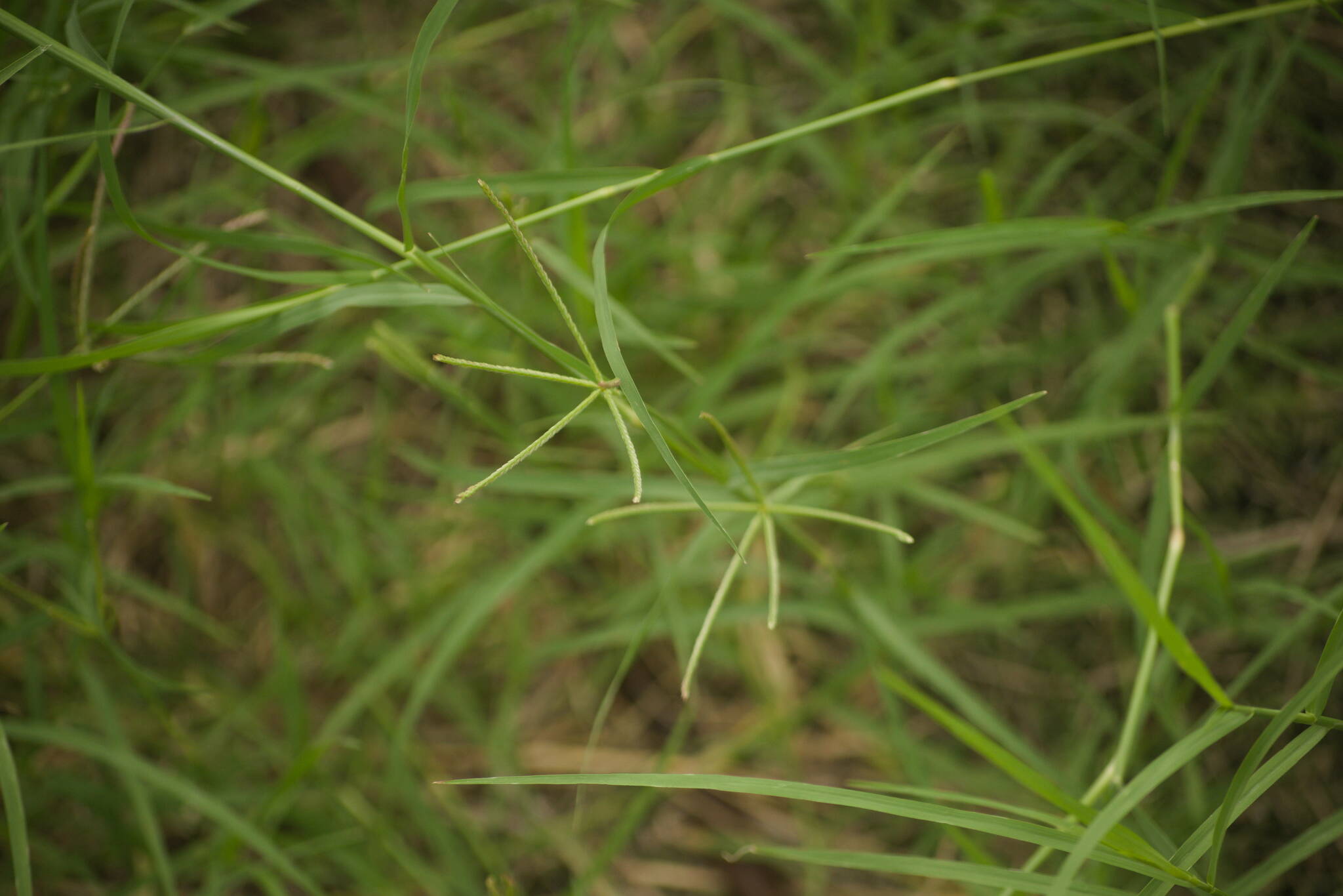 Cynodon dactylon (L.) Pers.