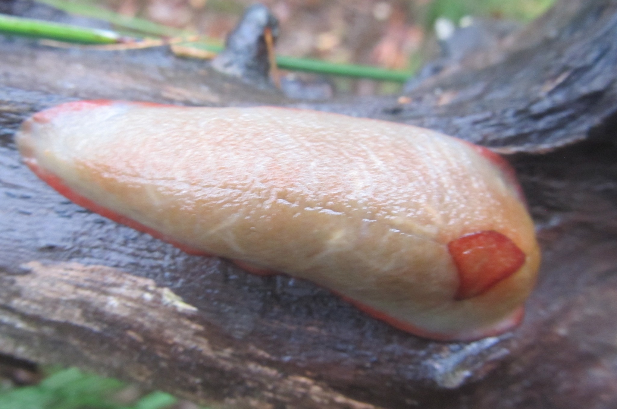 Triboniophorus graeffei Humbert, 1863