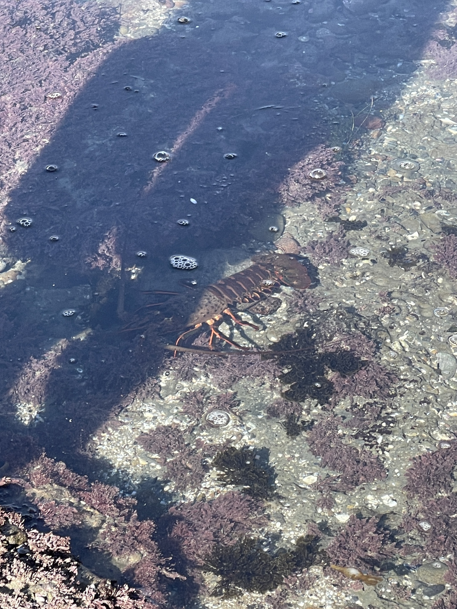 Panulirus interruptus (J.W.Randall, 1840)