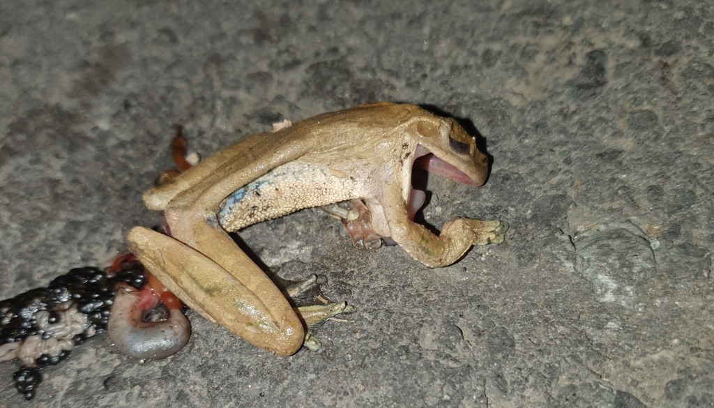 Drab Tree Frog from Bajo Boquete, Panama on January 19, 2023 at 08:37 PM by Elias Bader ...