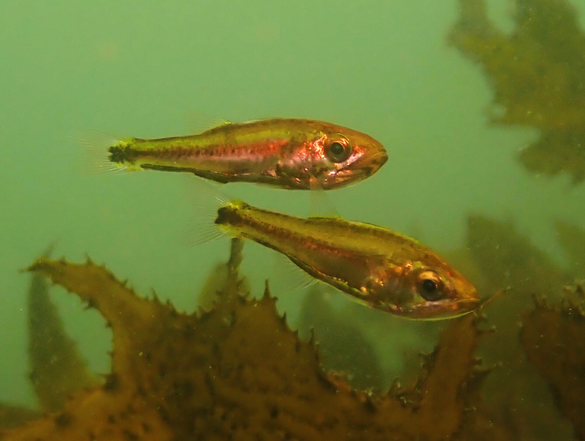 Apogonidae