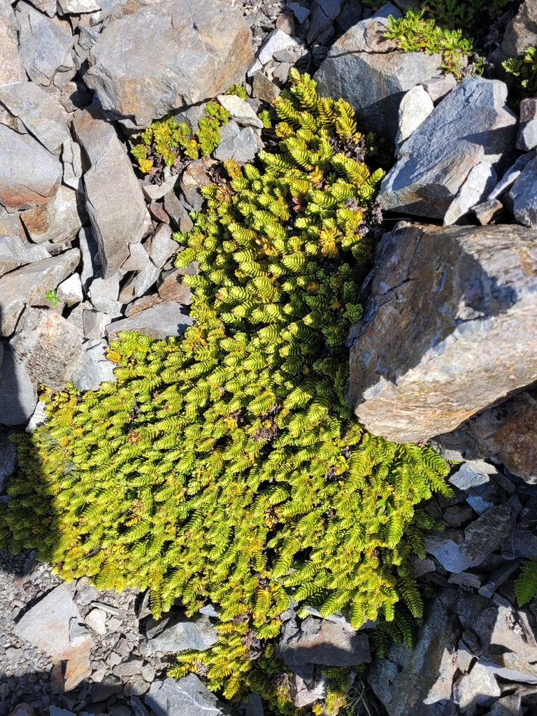 Veronica macrocalyx macrocalyx in January 2023 by papworpap · iNaturalist