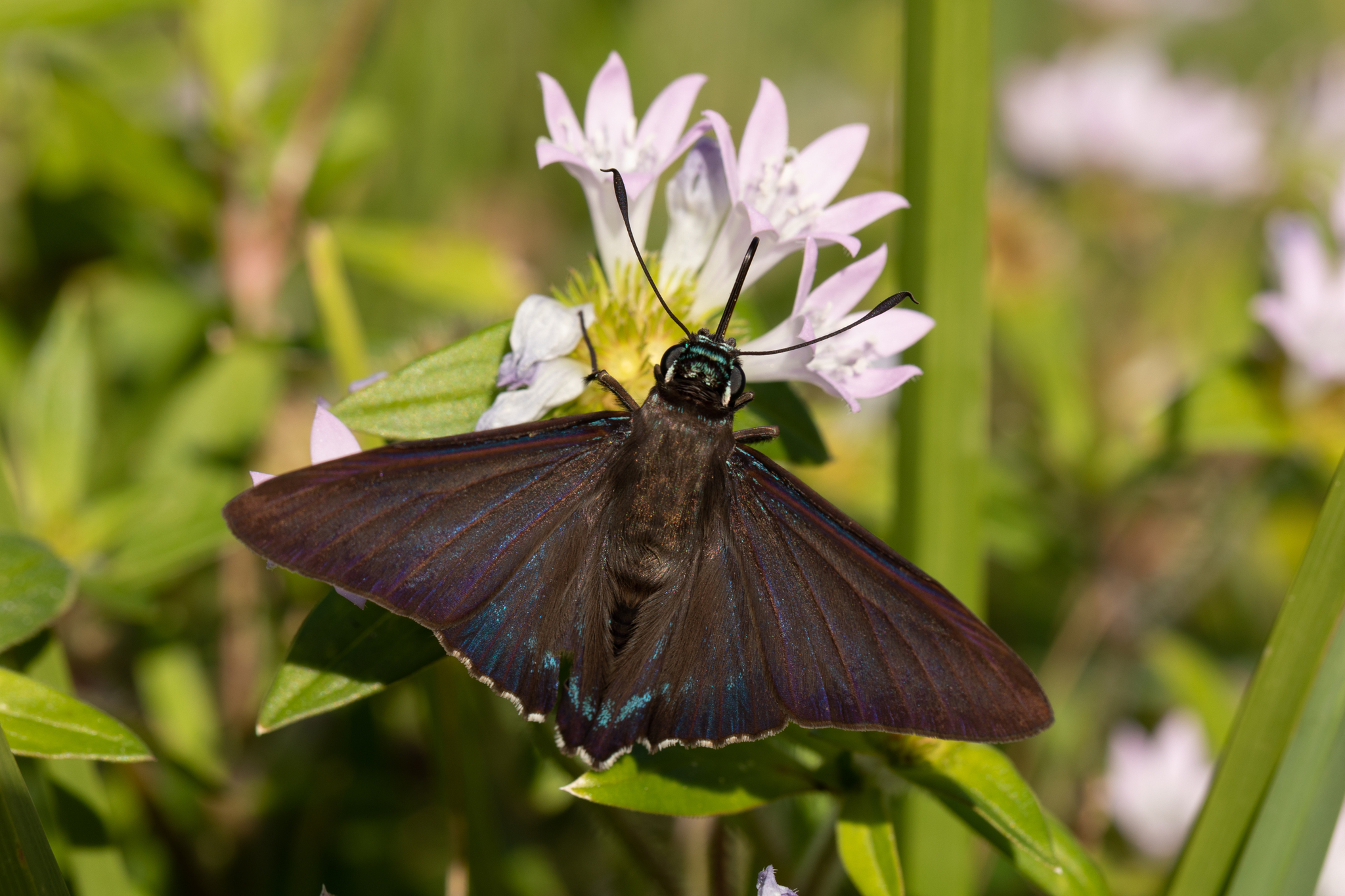 Phocides pigmalion (Cramer, 1779)