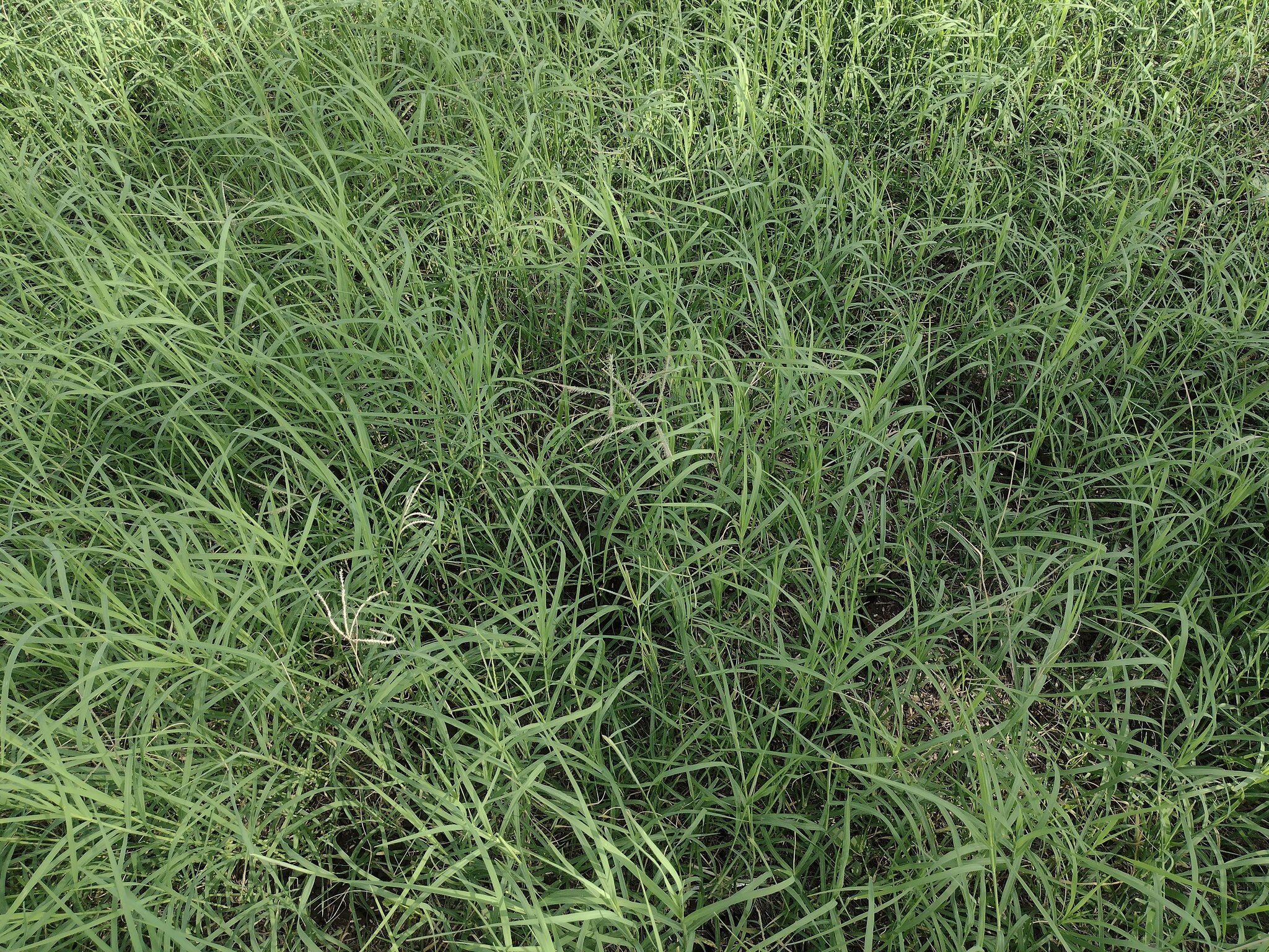 Cynodon dactylon (L.) Pers.