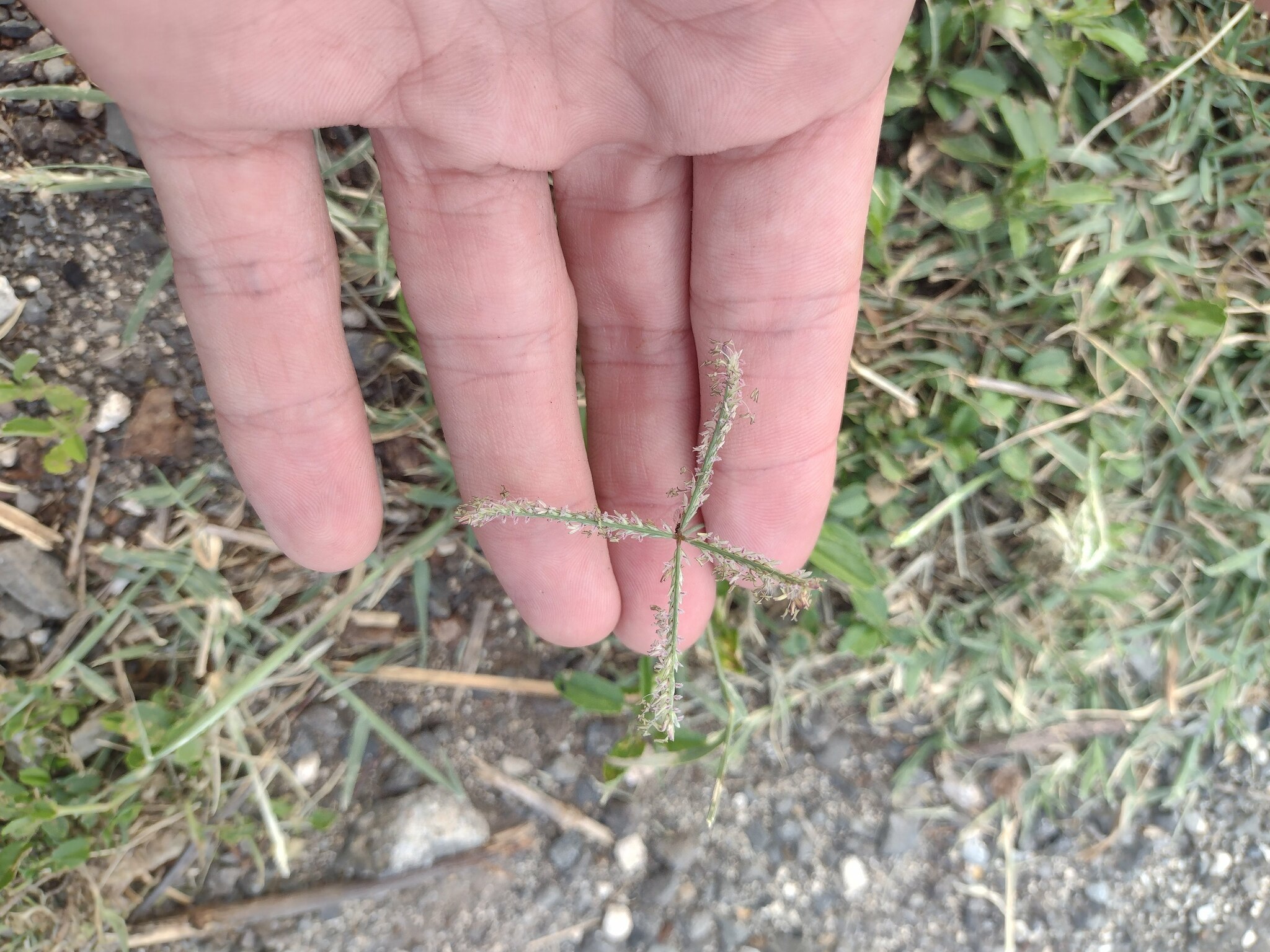 Cynodon dactylon (L.) Pers.