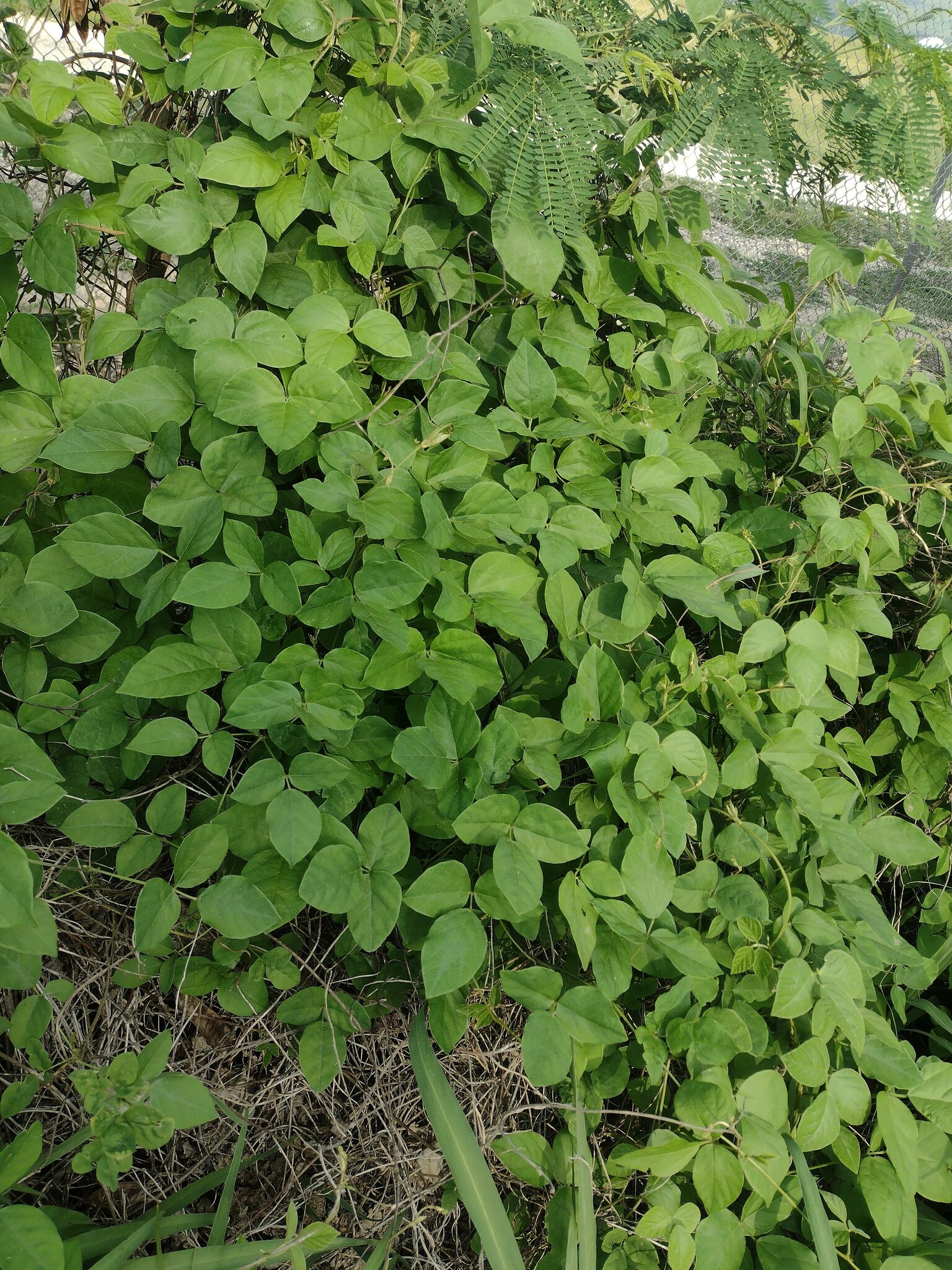 Neonotonia J.A.Lackey