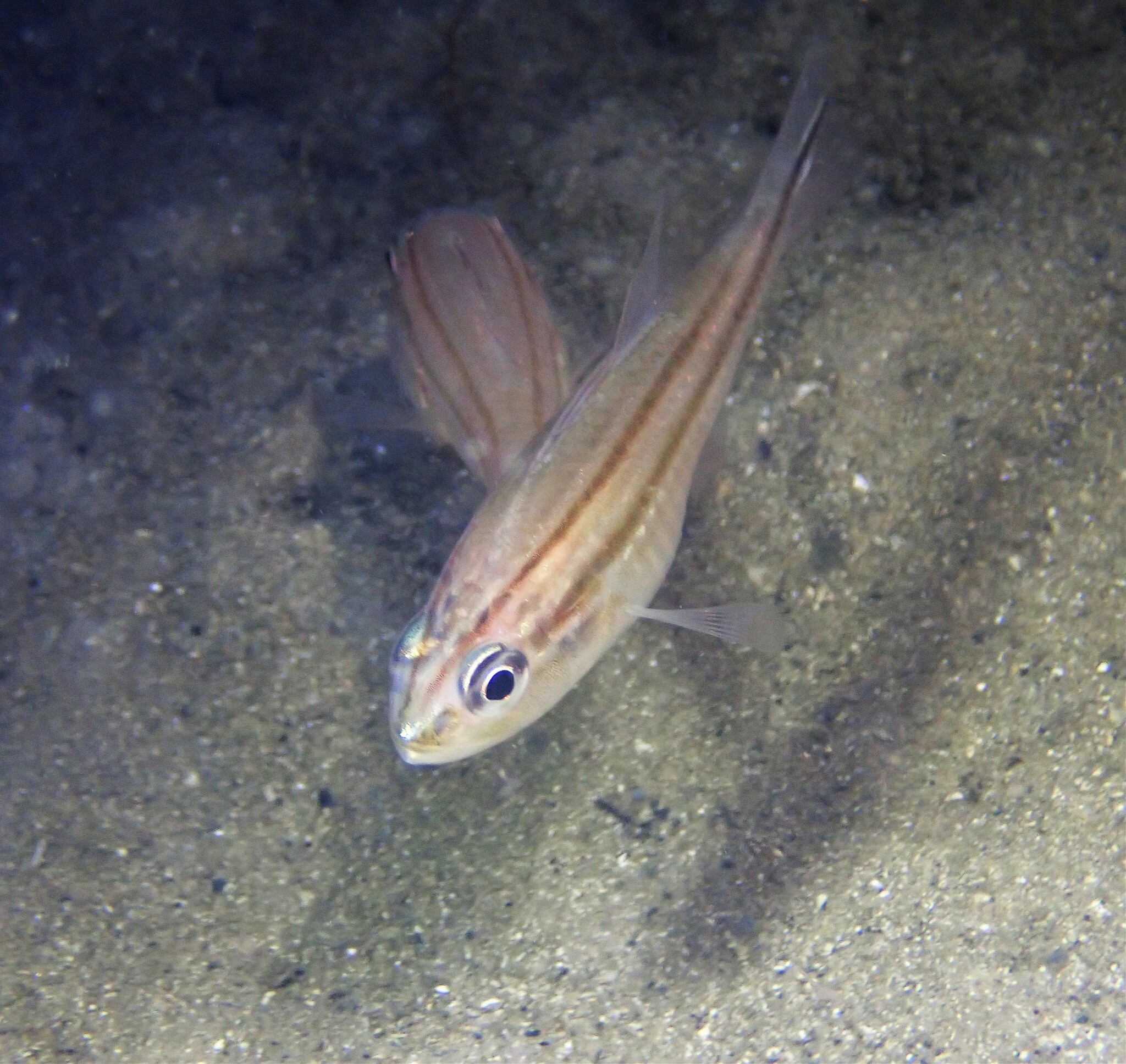 Apogonidae