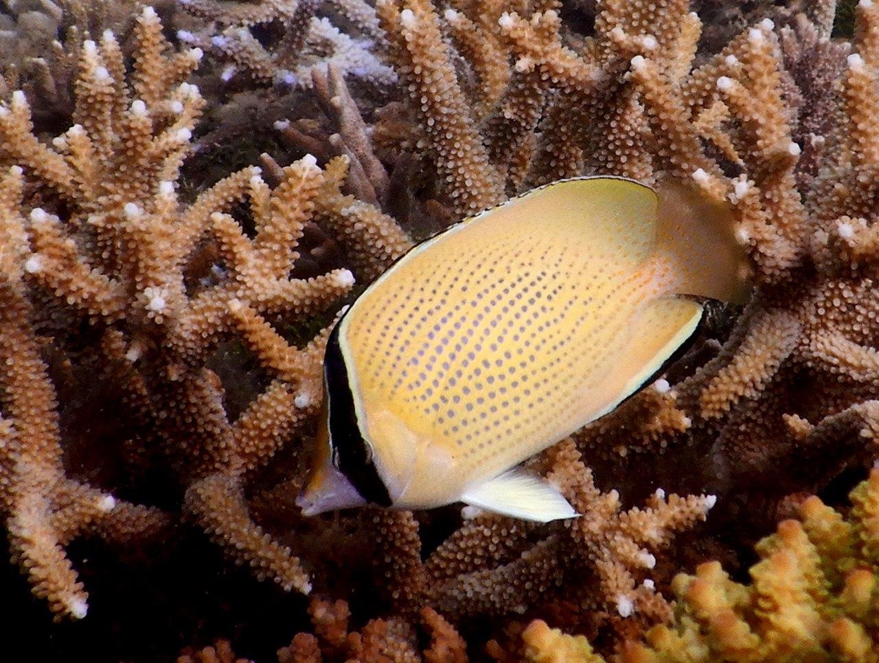 Chaetodon citrinellus Cuvier, 1831