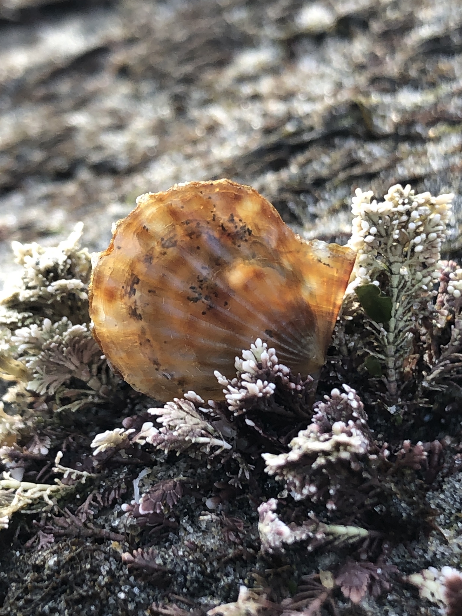 Leptopecten latiauratus (Conrad, 1837)