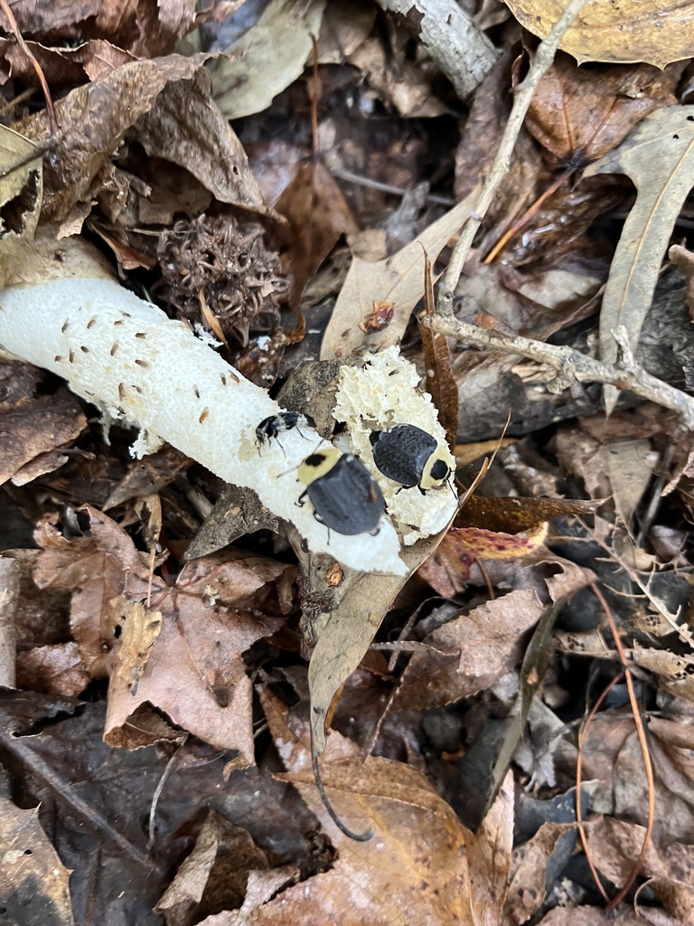 American Carrion Beetle from Prince George's County, MD, USA on October ...