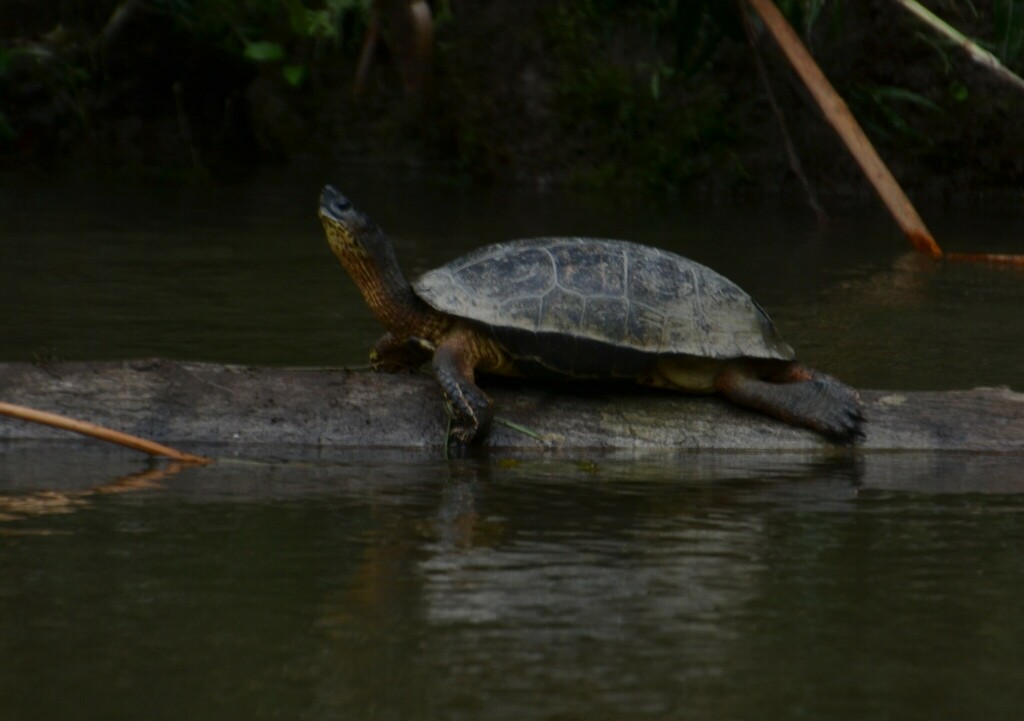 Black River Turtle in March 2012 by Paul Prior · iNaturalist
