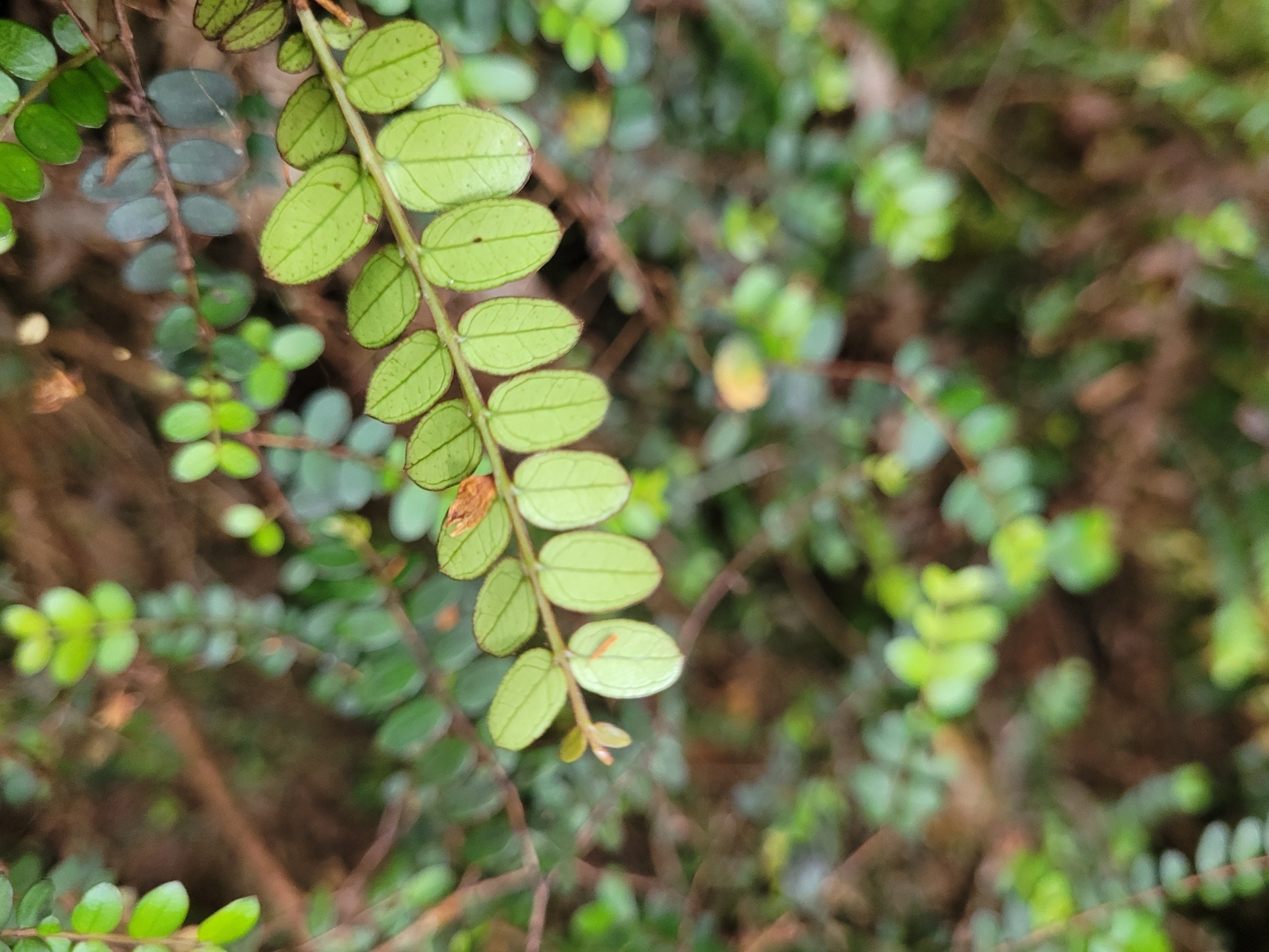 Metrosideros diffusa (G.Forst.) Sm.