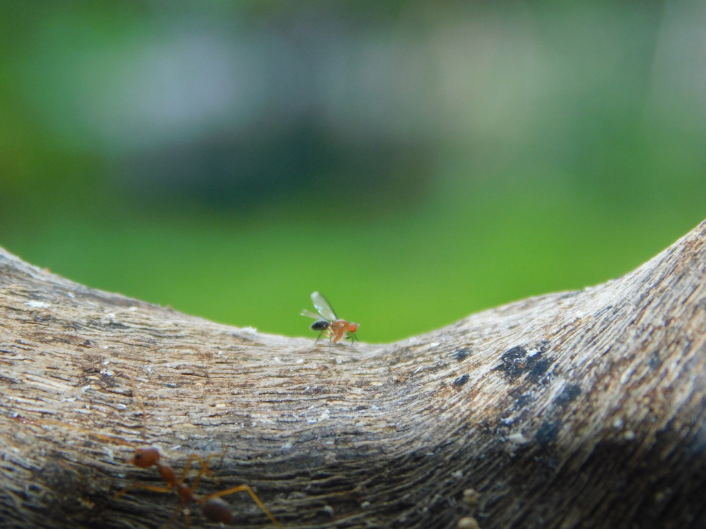 Acalyptrate Flies from Jatinangor, Sumedang Regency, West Java ...