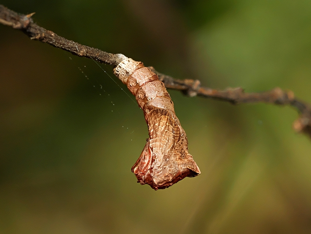 Hypertrophinae from Melbourne VIC, Australia on January 20, 2023 at 11: ...