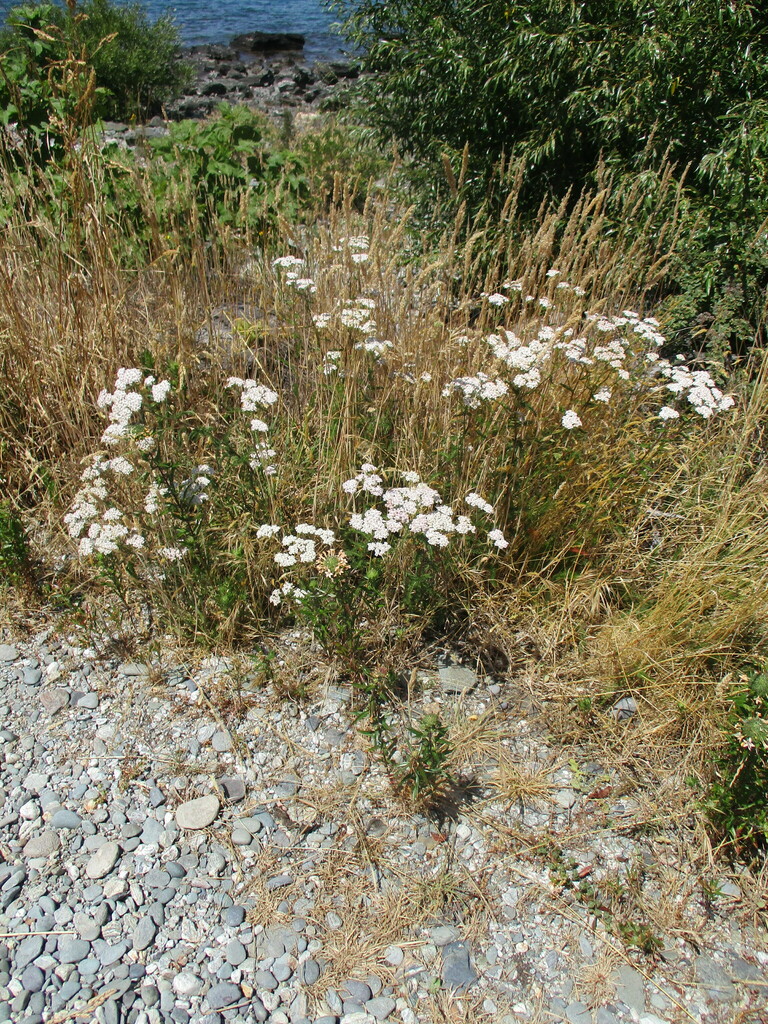 common yarrow from Kelvin Heights, Queenstown, New Zealand on January ...