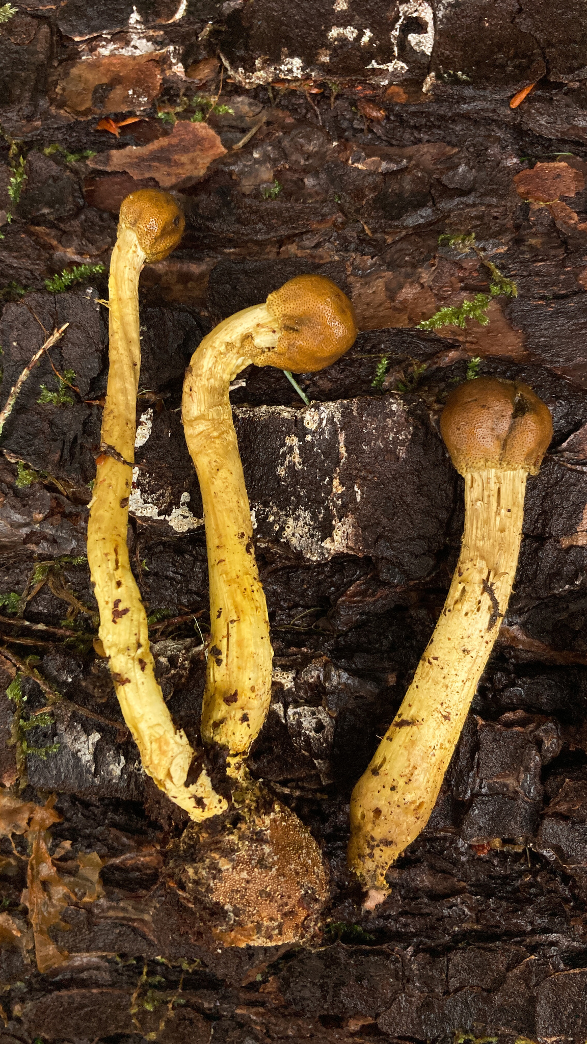 Tolypocladium W.Gams, 1971