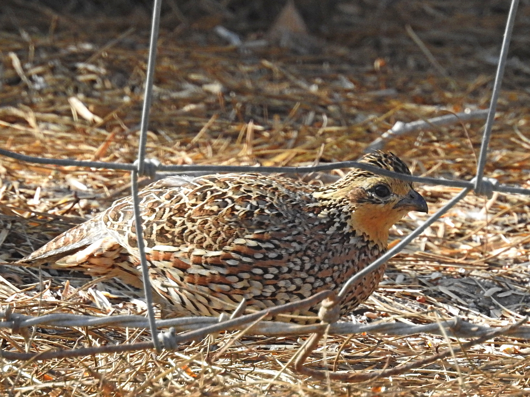 Colinus virginianus (Linnaeus, 1758)
