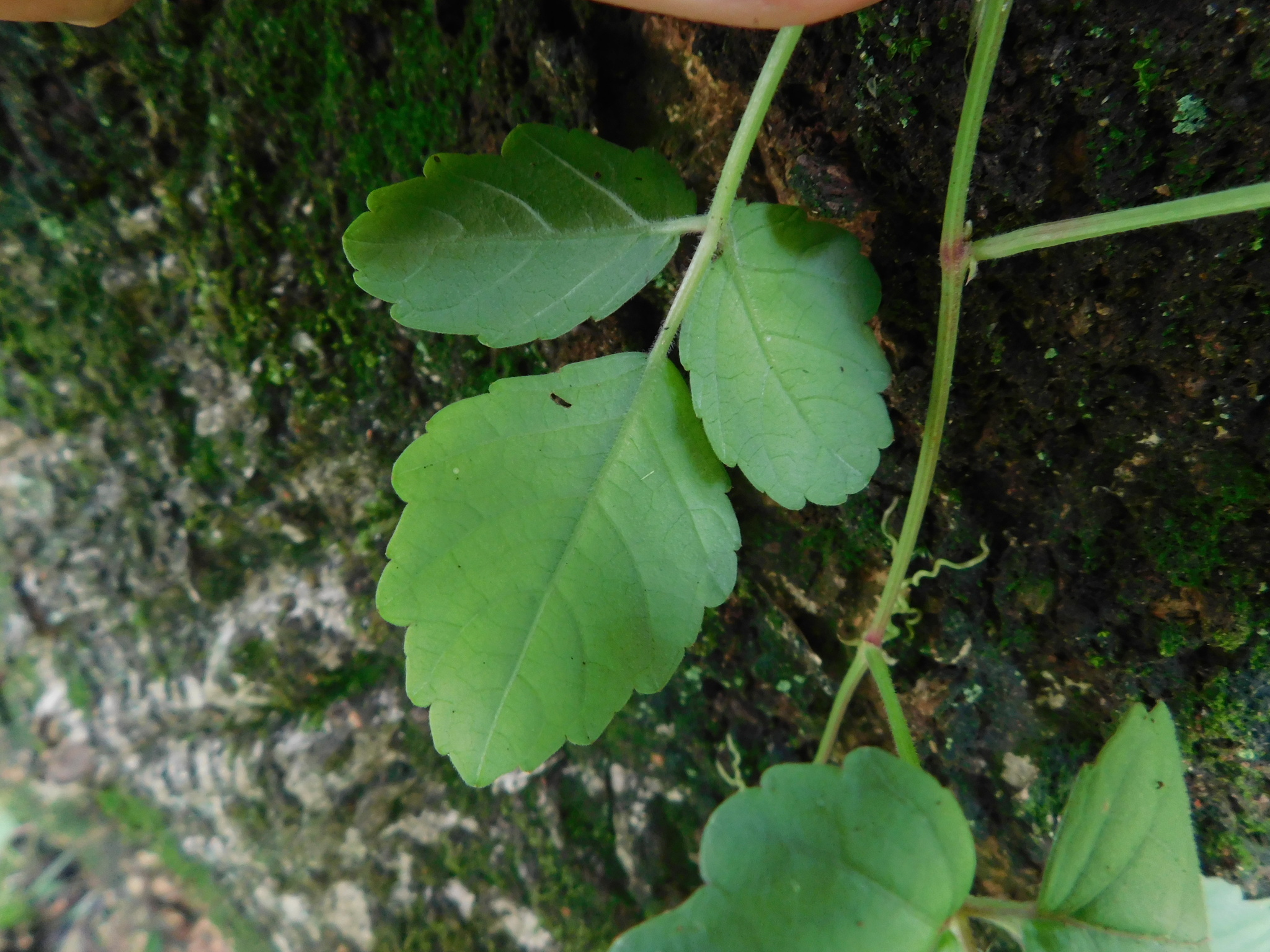 Causonis trifolia (L.) Mabb. & J.Wen