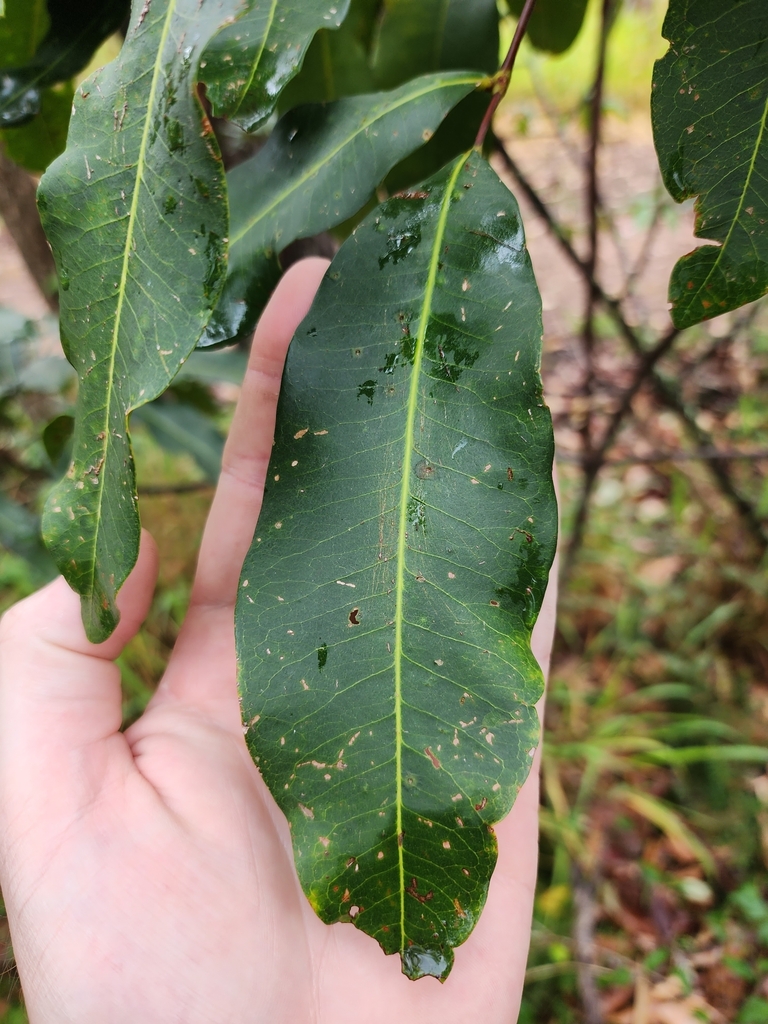 Bennett's Ash from Enoggera Reservoir QLD 4520, Australia on January 20 ...