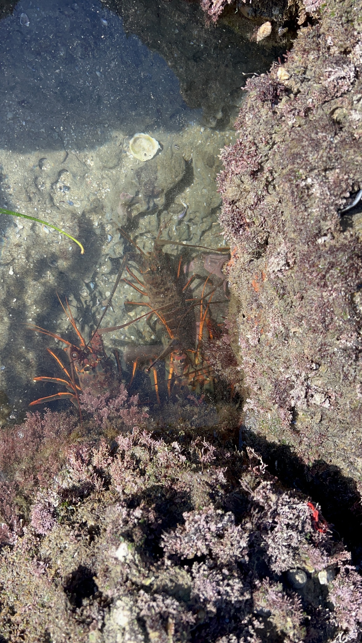 Panulirus interruptus (J.W.Randall, 1840)