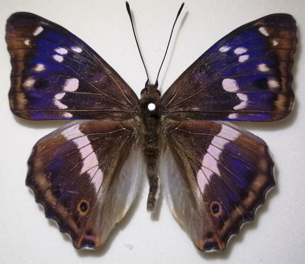 Purple Emperor in January 2023 by chalinga · iNaturalist