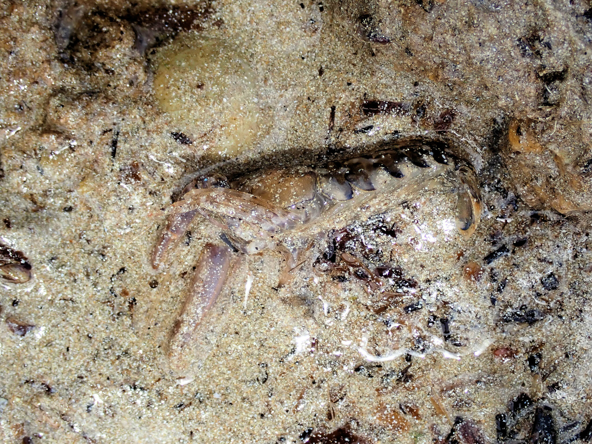 Alpheus Fabricius, 1798