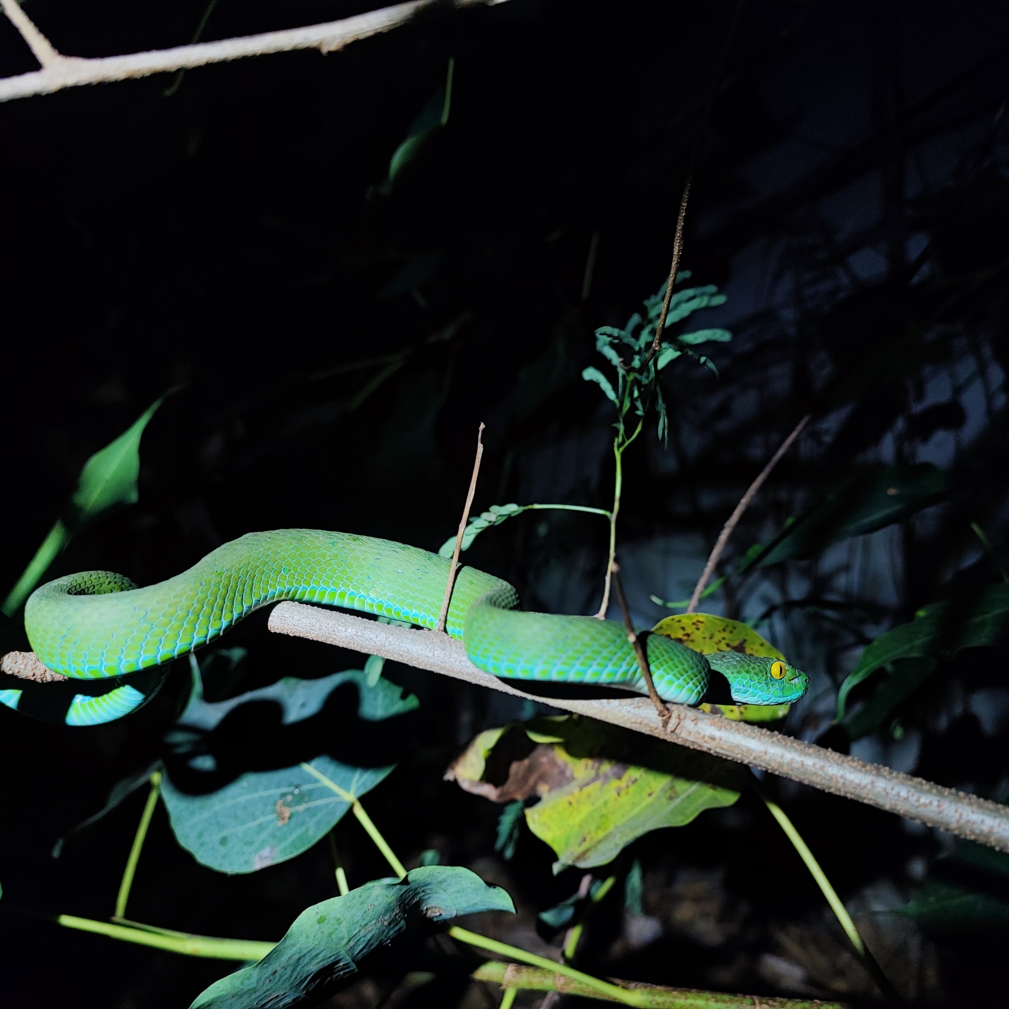 10 Facts About The Large Eyed Pitviper – Snake Radar