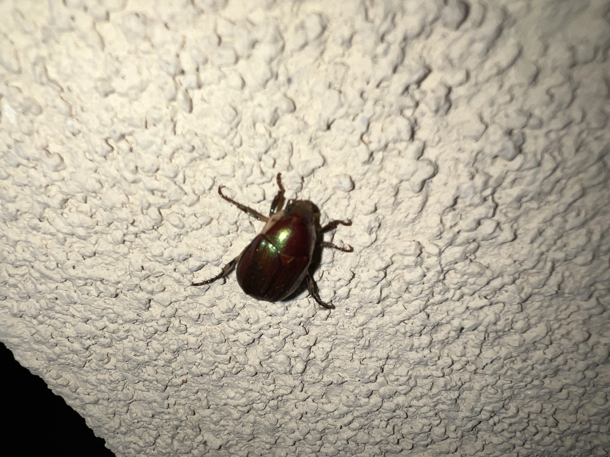 Callistethus marginatus (Fabricius, 1792)