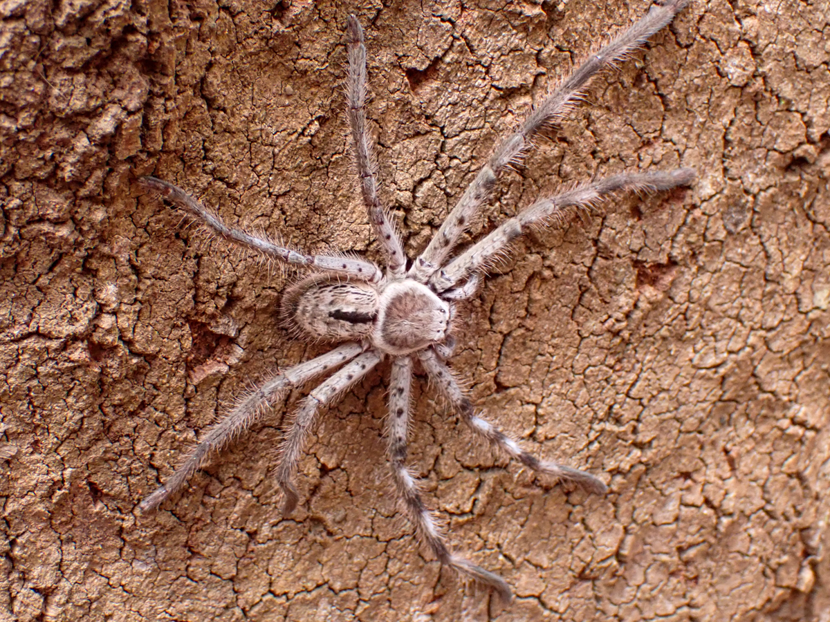 Holconia immanis (L.Koch, 1867)