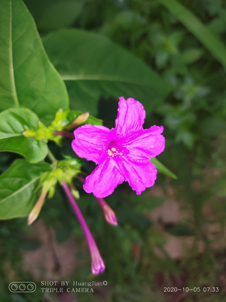 Marvel of Peru (Flora of Kanniyakumari district ) · iNaturalist