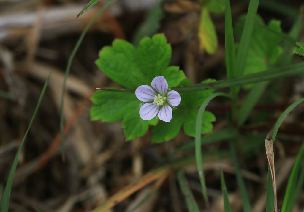 geraniums and cranesbills from Lowanna NSW 2450, Australia on January ...