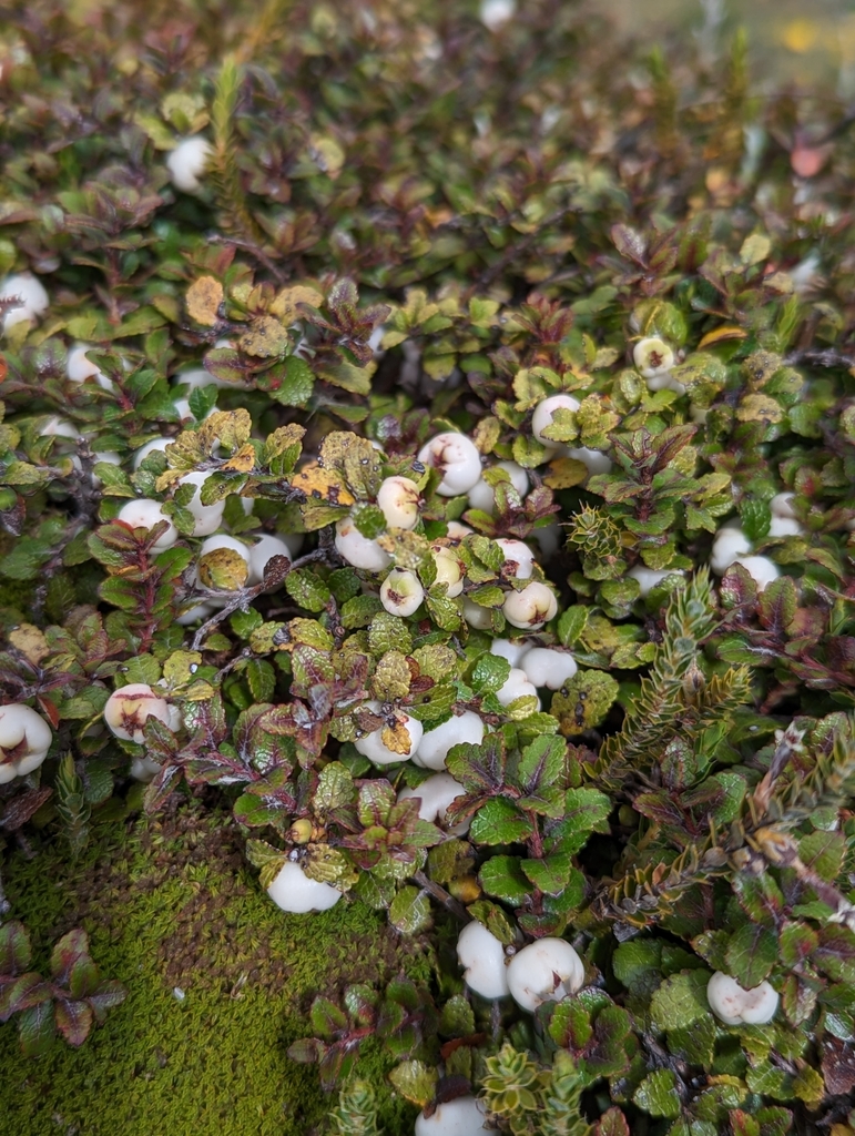 Mountain snowberry from Arthur's Pass 7875, Nieuw-Zeeland on January 20 ...