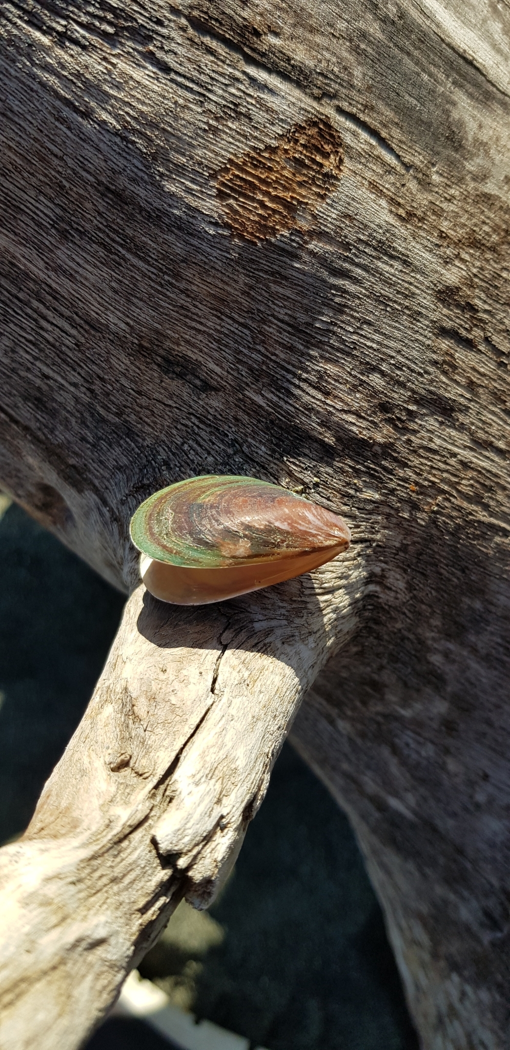 Perna viridis (Linnaeus, 1758)