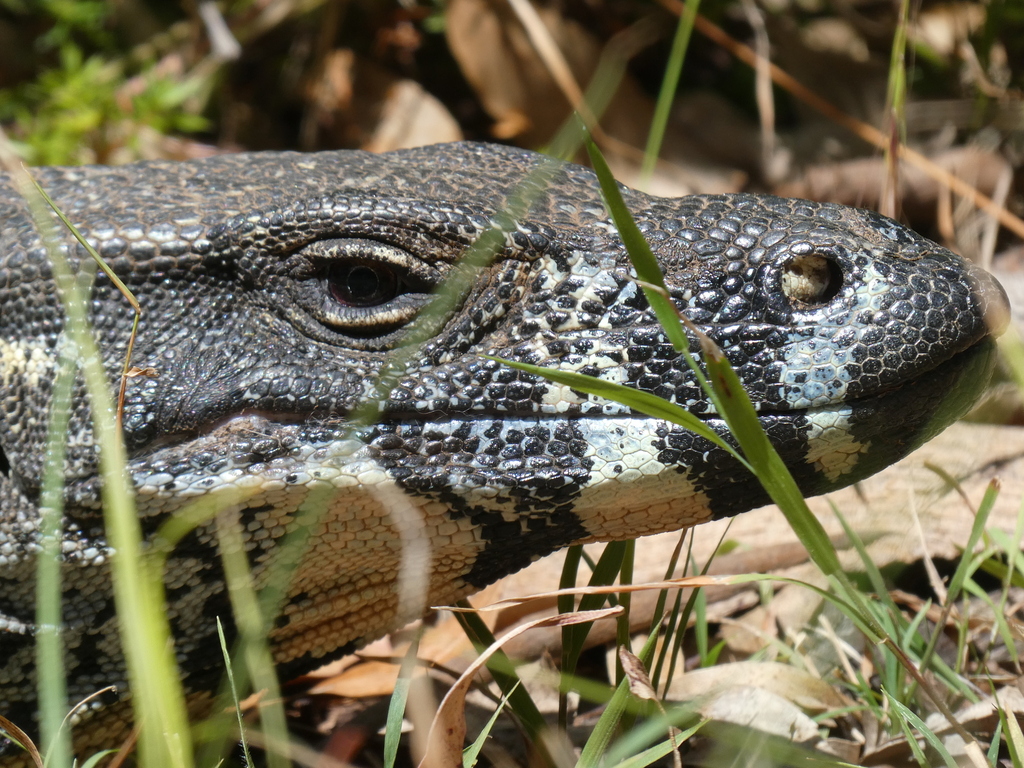 Lace Monitor in January 2023 by matthewlh. Another relaxed encounter ...