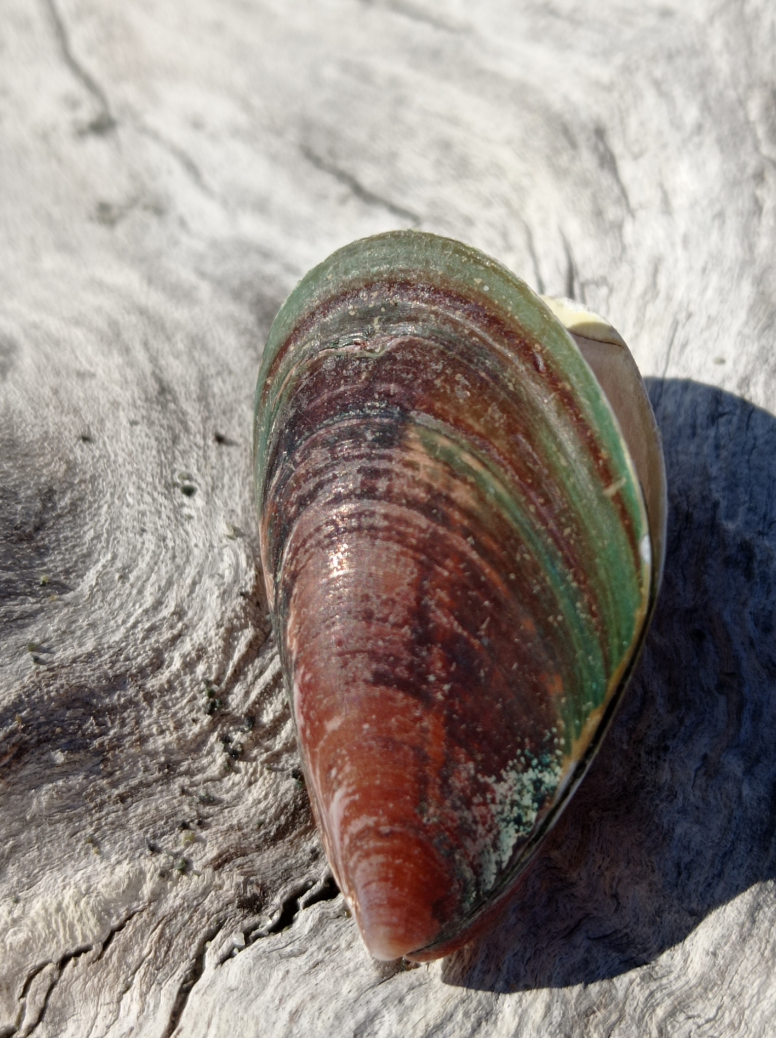 Perna viridis (Linnaeus, 1758)