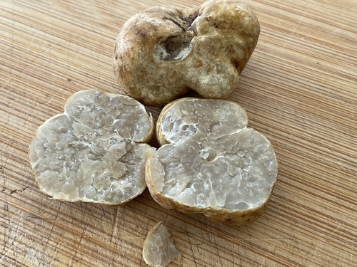 Tuber maculatum (Red list of the macrofungi in Poland) · iNaturalist